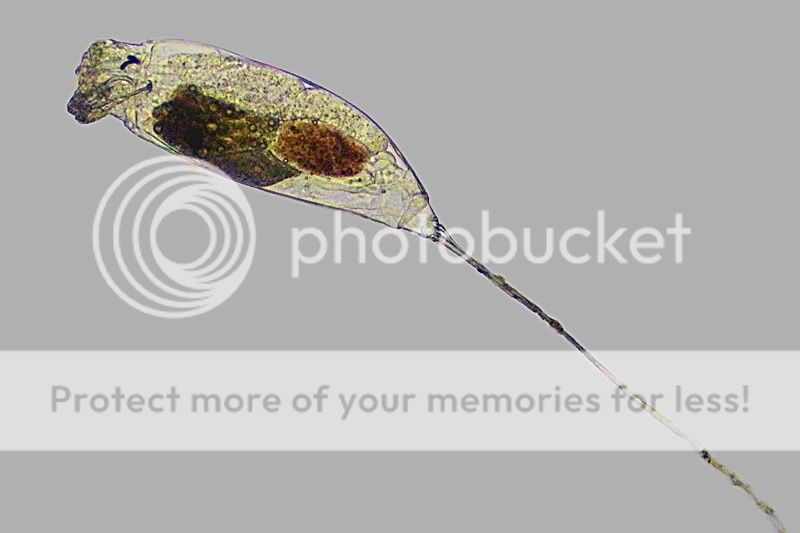 Rotifère - Le Naturaliste