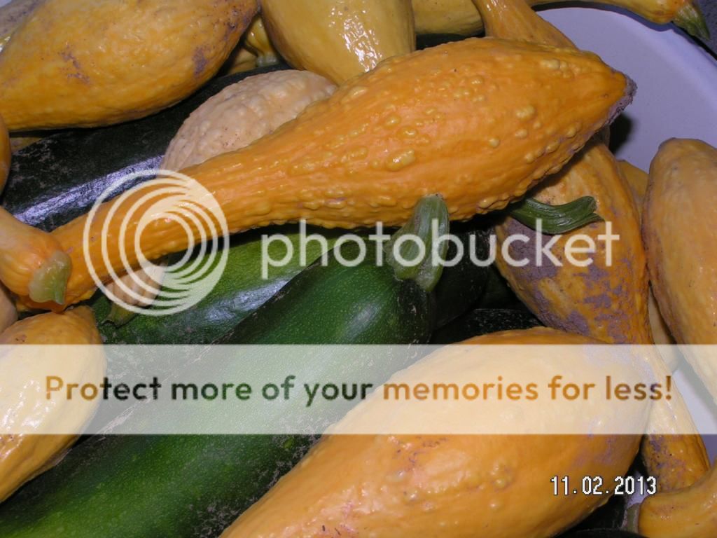 Is bumpy squash normal? | My Tractor Forum