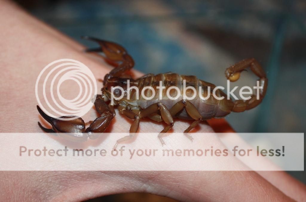 Some of my Australian scorpions | Arachnoboards