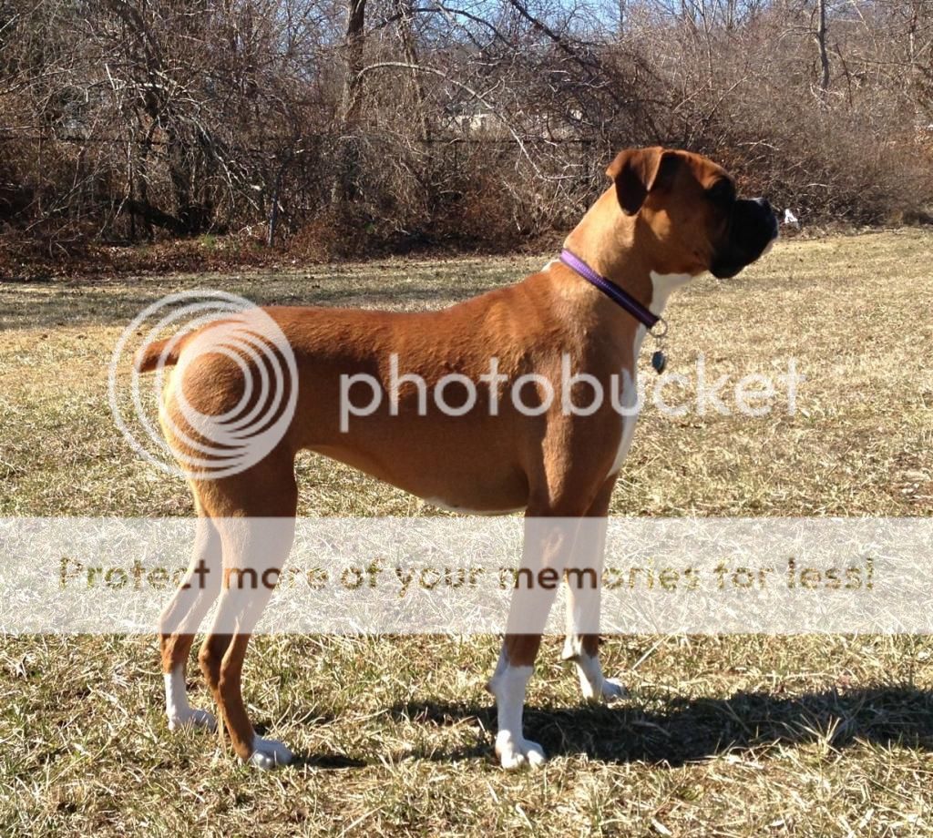 Hives that just won't quit... | Boxer Breed Dog Forums