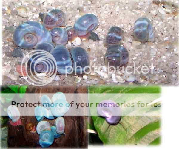 WTB - Pink & Blue Ramshorn Snails - Columbia, MO - Shipping ...