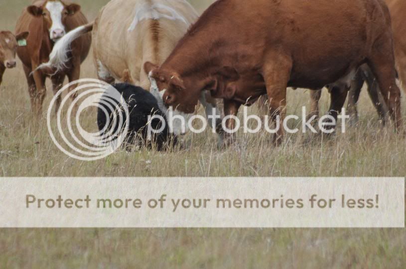 Cows VS Bear ~ Who wins? - The Hunting Beast